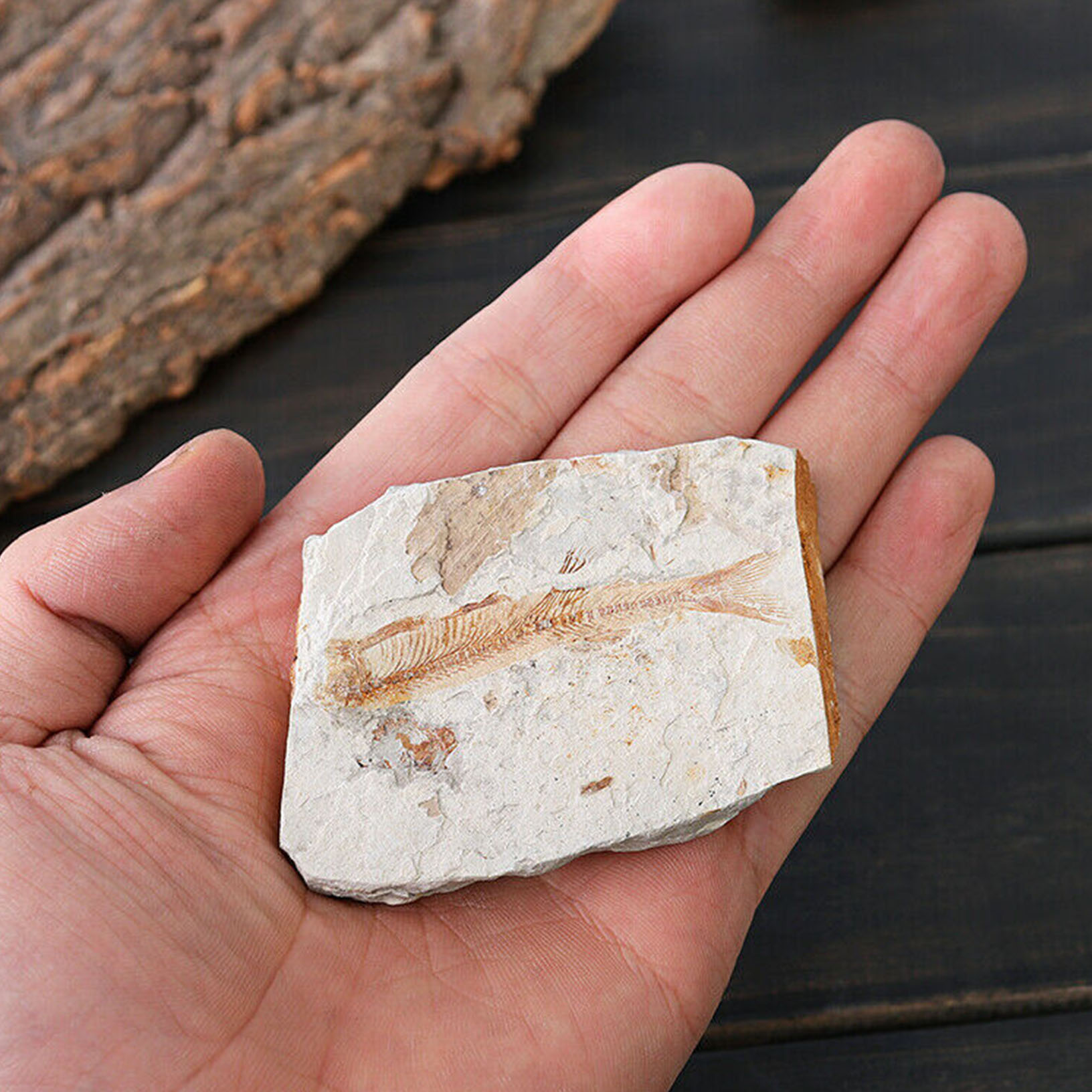 Lycoptera Davidi plate specimen Jurassic to Cretaceous Real Fish Fossil ...