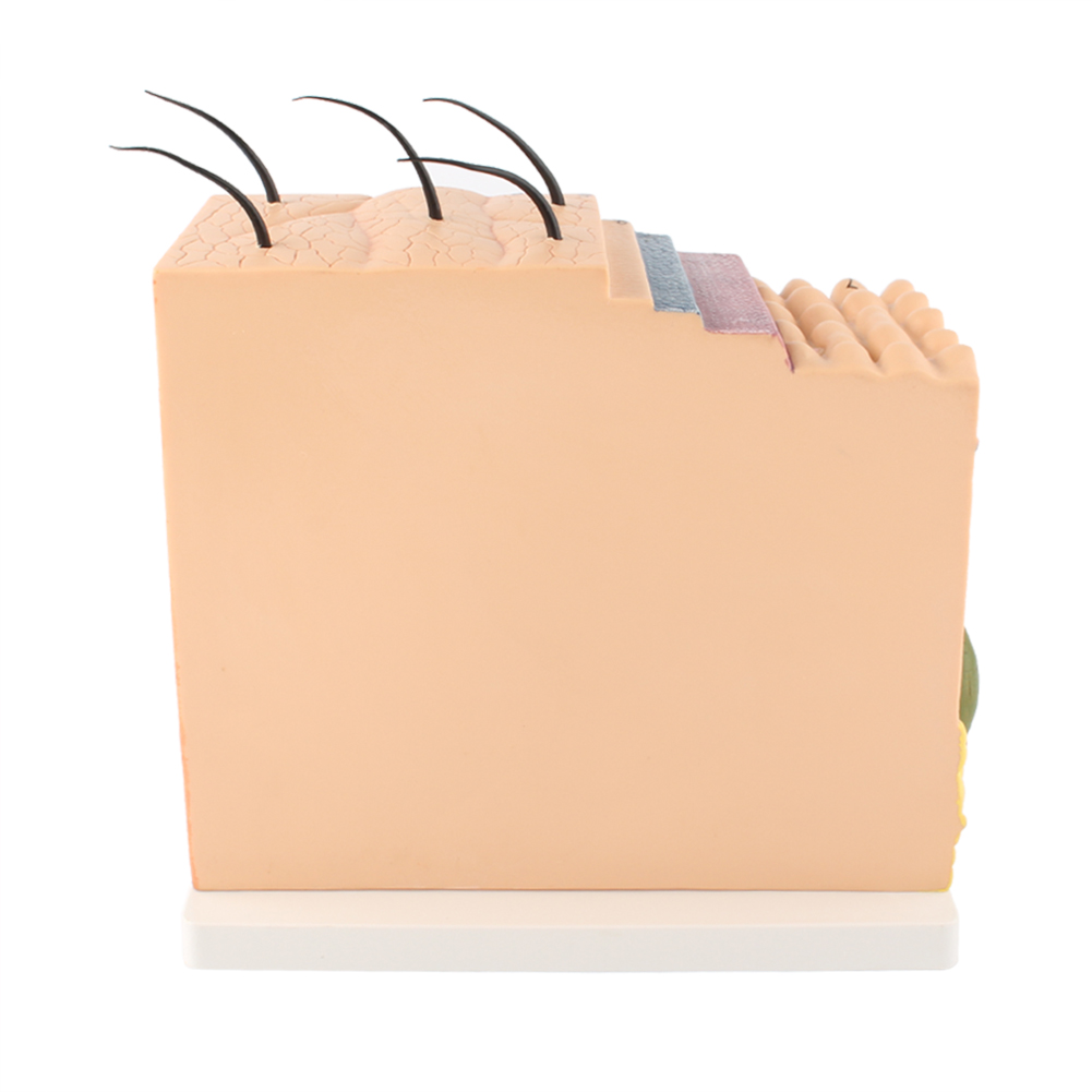 Купить Анатомические модели Unbranded 50:1 Human Anatomical Skin ...