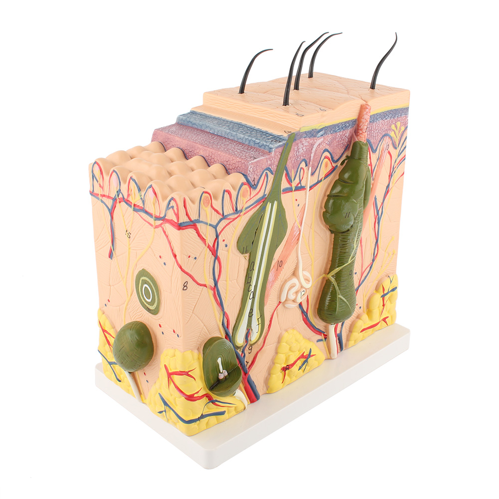 Купить Анатомические модели Unbranded 50:1 Human Anatomical Skin ...