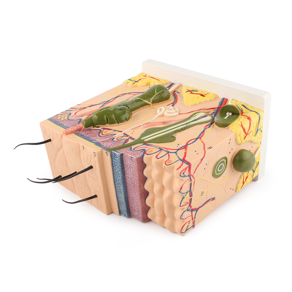 Купить Анатомические модели Unbranded 50:1 Human Anatomical Skin ...