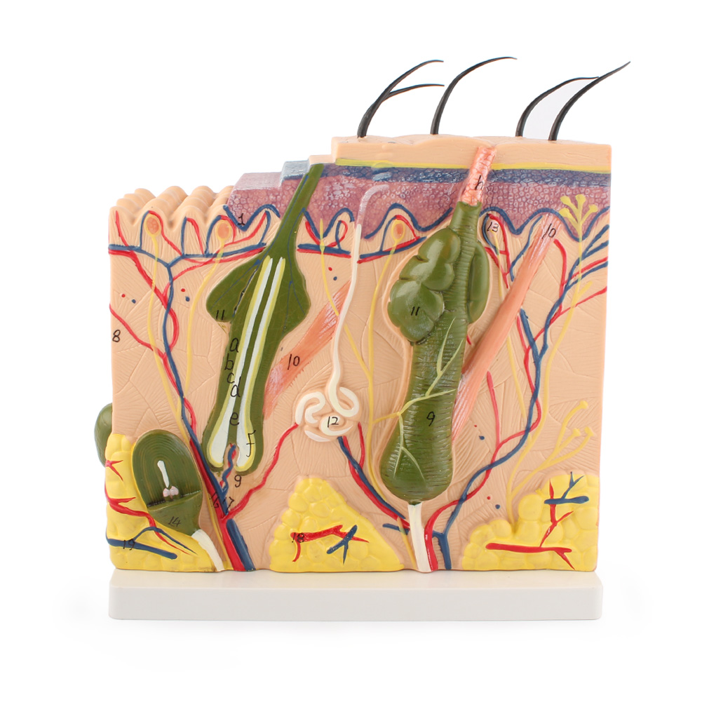 Купить Анатомические модели Unbranded 50:1 Human Anatomical Skin ...